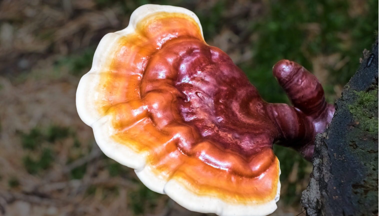 16 Benefits Of Lingzhi (Ganoderma Lucidum) You Need To Know