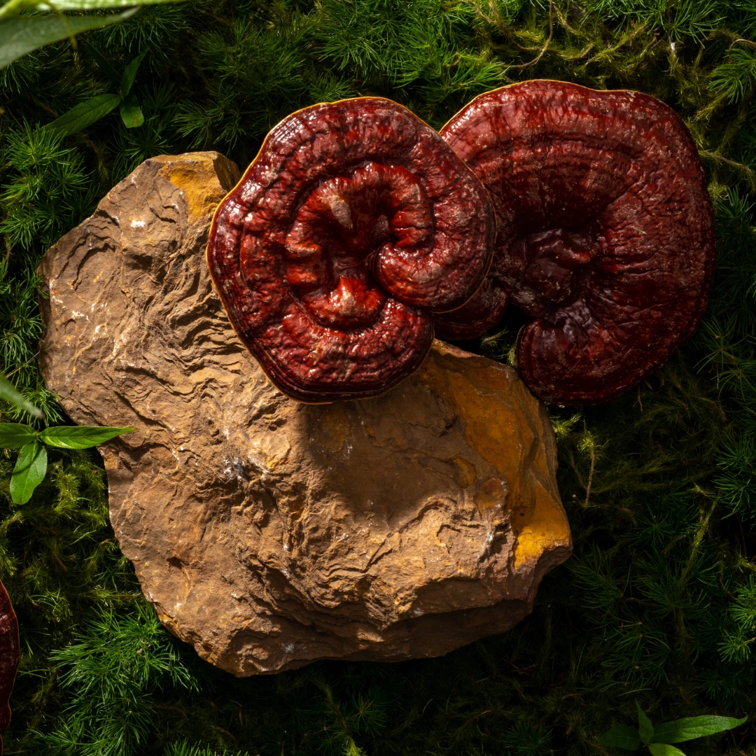 16 Benefits Of Lingzhi (Ganoderma Lucidum) You Need To Know